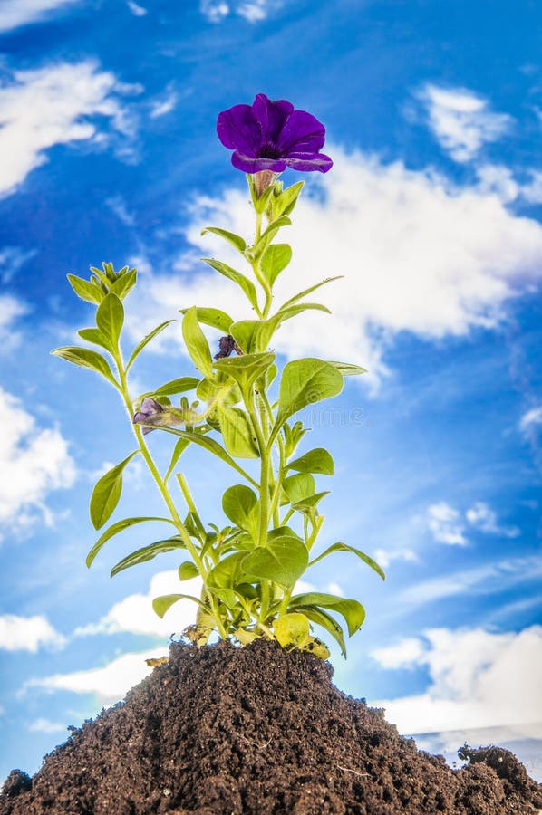 Garden, gardening stuff stock photo. Image of earth, soil - 35766868