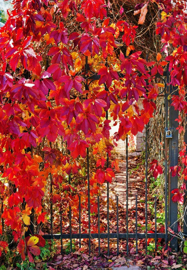 Garden Gate Framed by Leaves Stock Image - Image of entrance, autumn ...
