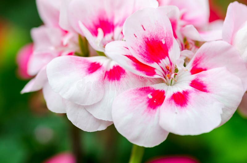 Garden Geranium Flowers Closeup. White and Pink Flowers Stock Photo ...