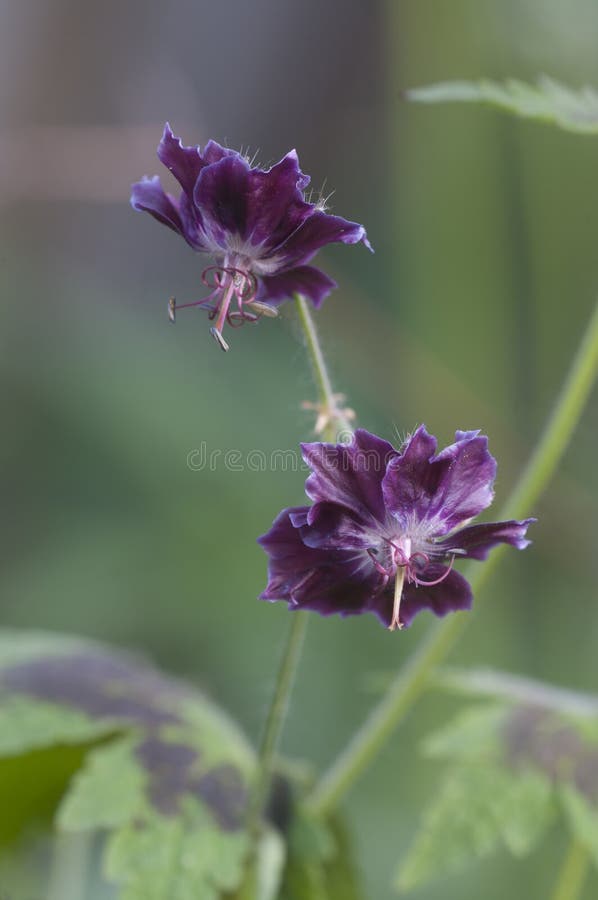 Garden Geranium Geranium Phaeum Stock Image - Image of clean, stamen ...