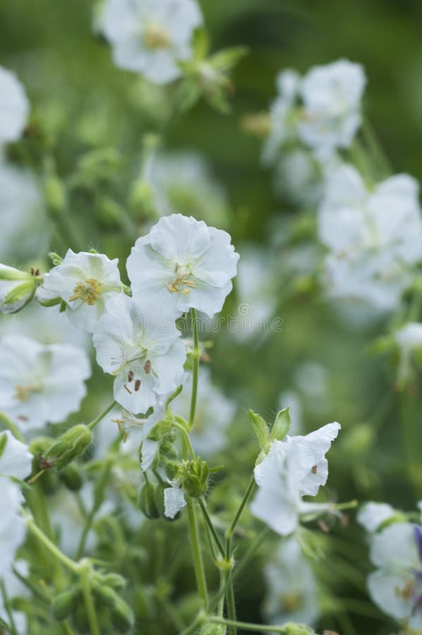 Garden Geranium (Geranium Phaeum) "white" Flowers Stock Photo - Image ...