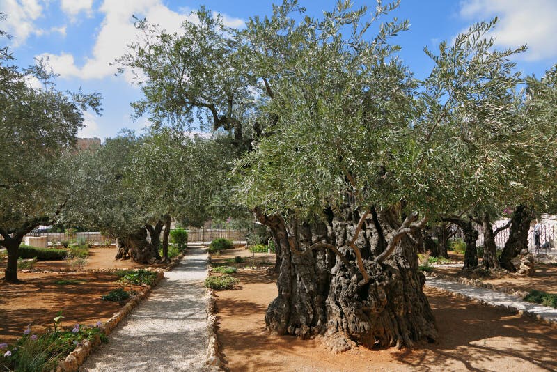 Garden of Gethsemane.Thousand-year Olive Trees Stock Image - Image of ...