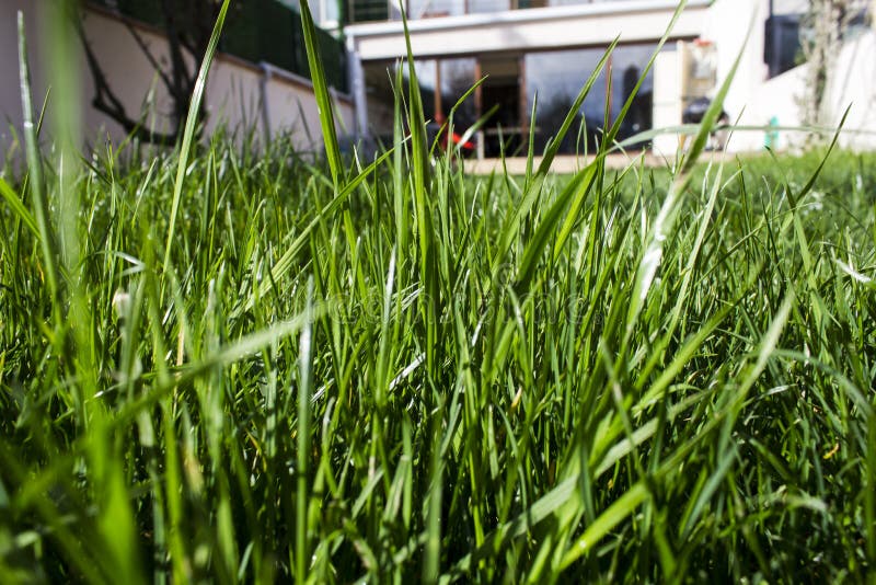 Garden and grass stock image. Image of nature, district - 72468177