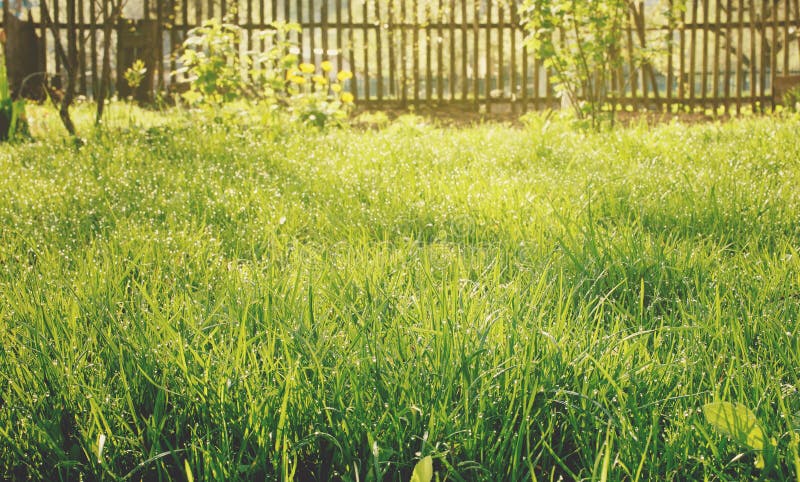 Garden with grass stock image. Image of field, grow, grass - 67367073