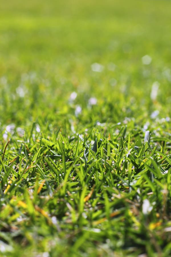 Garden Green Grass Lawn Macro Perspective Stock Image - Image of color ...