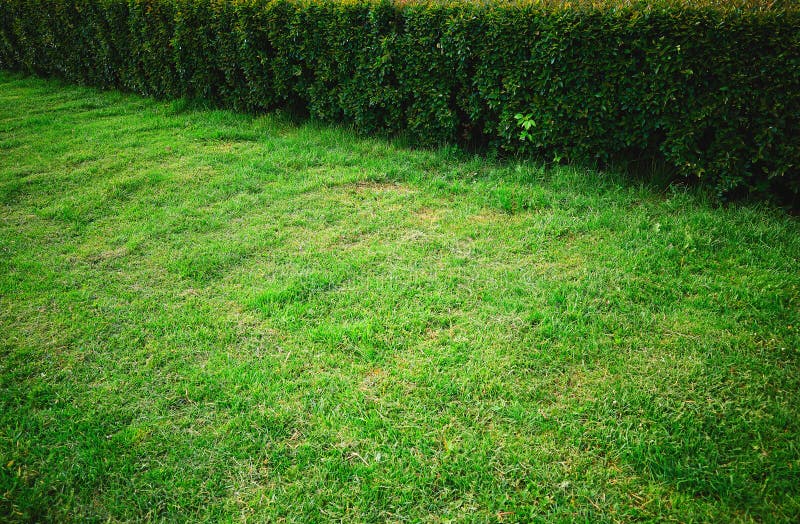 Garden Green Lawn with Bushes Backdrop Stock Image - Image of wallpaper ...