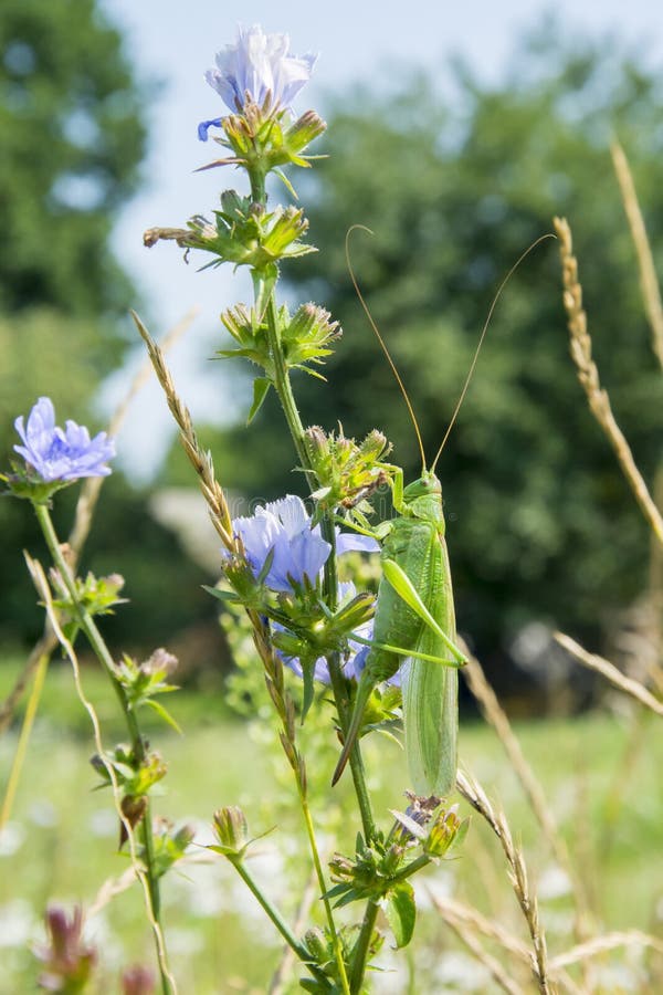 In the Garden, a Green Locust Sits on a Chicory Flower Stock Image ...