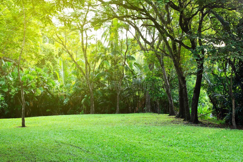Garden green morning stock image. Image of copy, healthy - 74320197