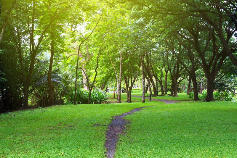 Garden Green Morning Light. Stock Photo - Image of grass, light: 74320804