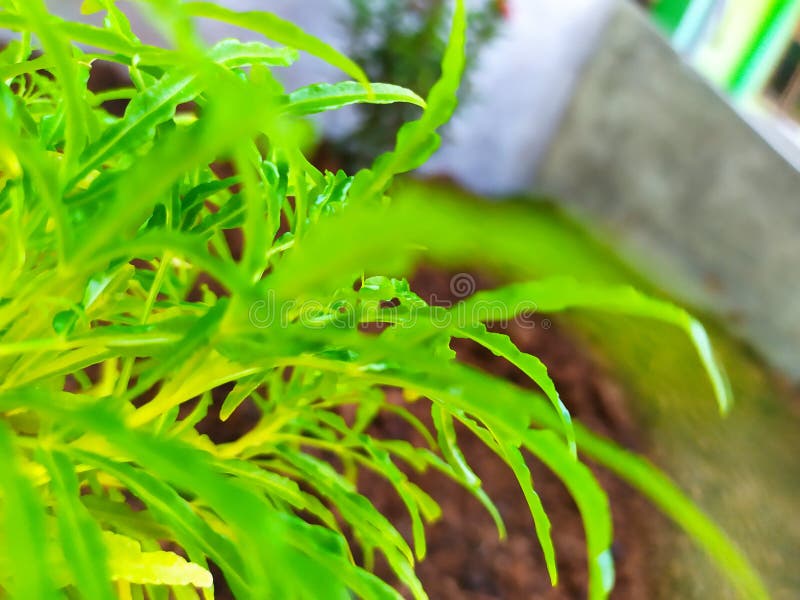 Garden Green Slim Leaf Closer Stock Image - Image of green, leaf: 201321567