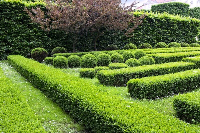 Topiary in a Formal Garden stock image. Image of natural - 19640533