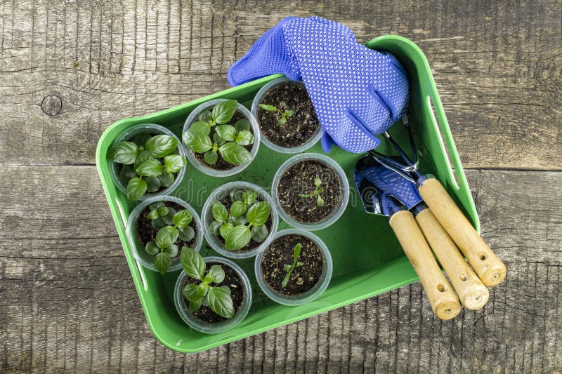 Garden Green Tray with Seedlings, Work Gloves and Tools, Top View on a ...