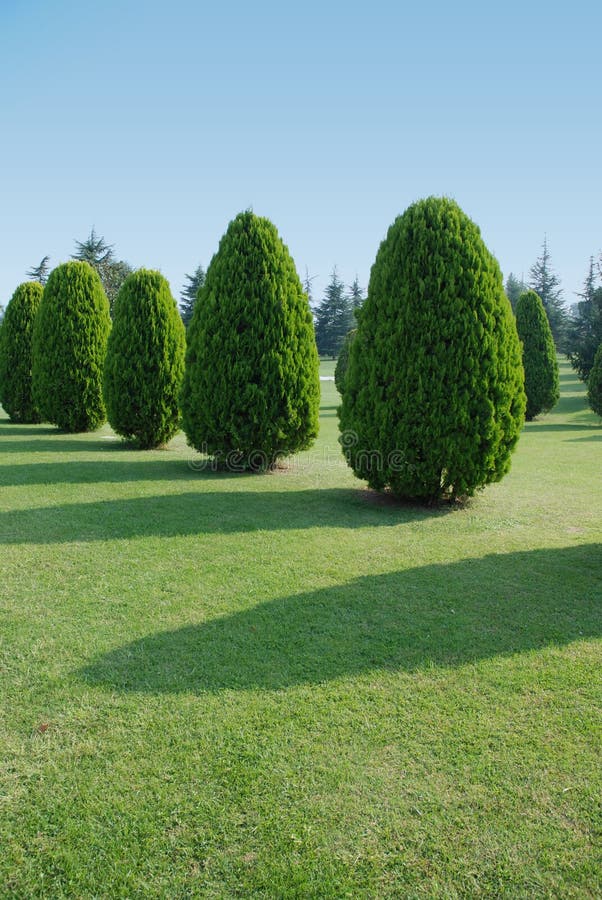 Garden green tree stock image. Image of step, peaceful - 3239117