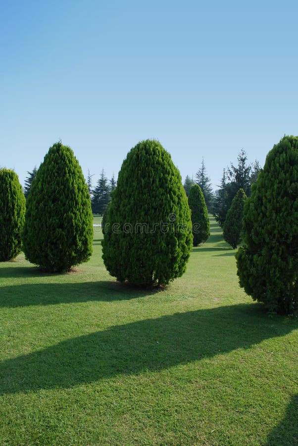 Garden green tree stock photo. Image of italian, tree - 3239146