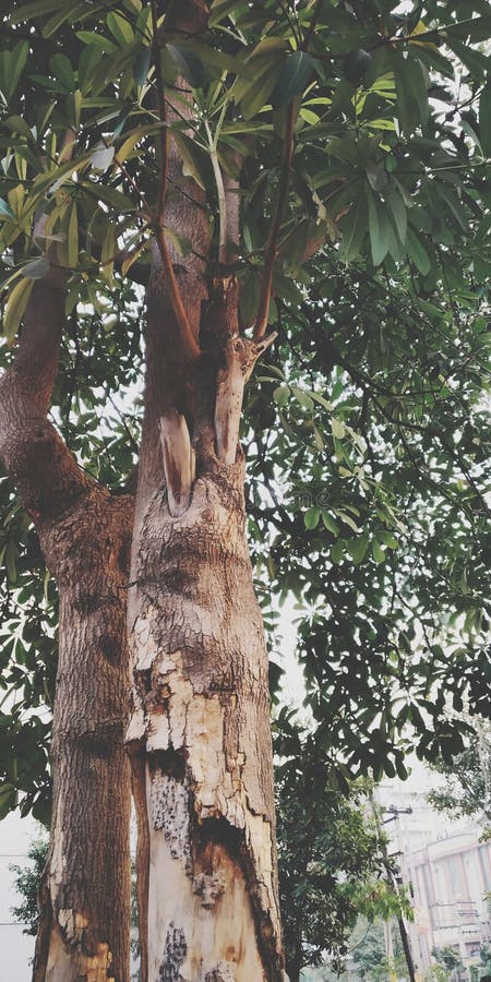 Greenery stock photo. Image of greenery, trees, plants - 140510600