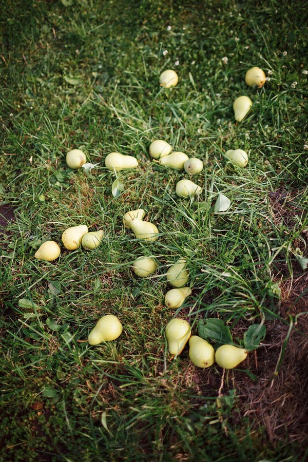 In the Garden on the Ground, Amid Green Grass, are Yellow Ripe Pears ...