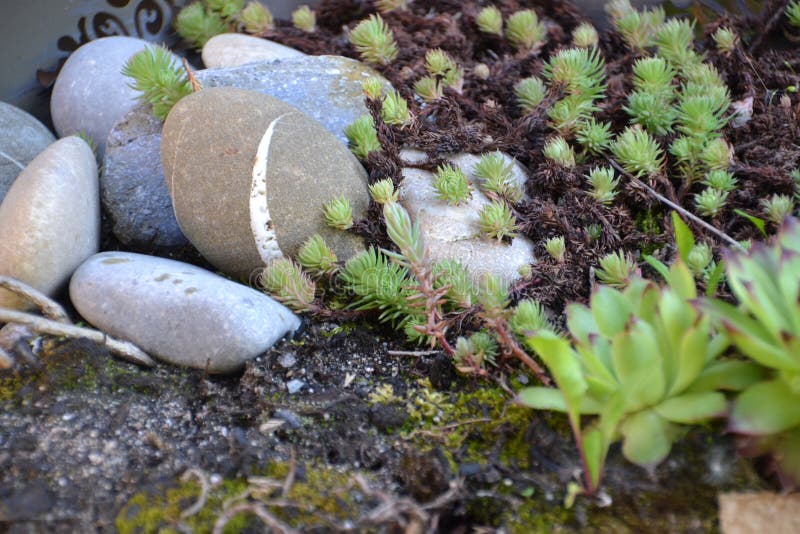 Garden ground stock photo. Image of green, ground, garden - 86612594