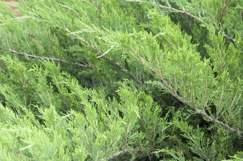 In the Garden.a Growing Shrub of the Juniper.Juniperus Horizontalis ...