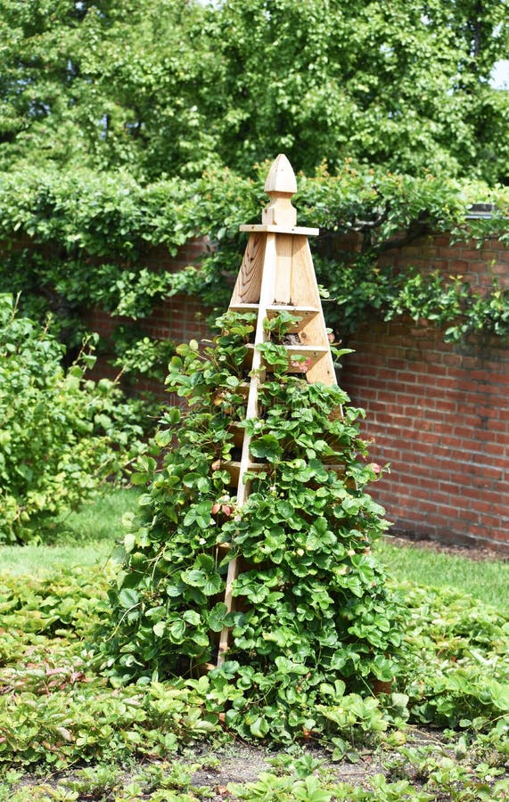 Growing Tepee Stock Photos - Free & Royalty-Free Stock Photos from ...