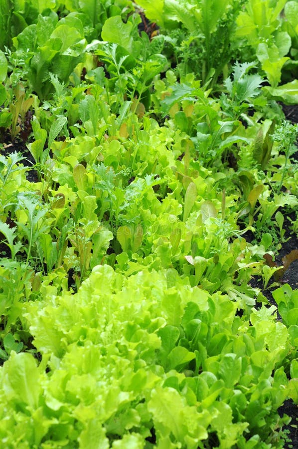 Lettuce tree stock image. Image of fresh, lifestyle, ingredient - 34999187