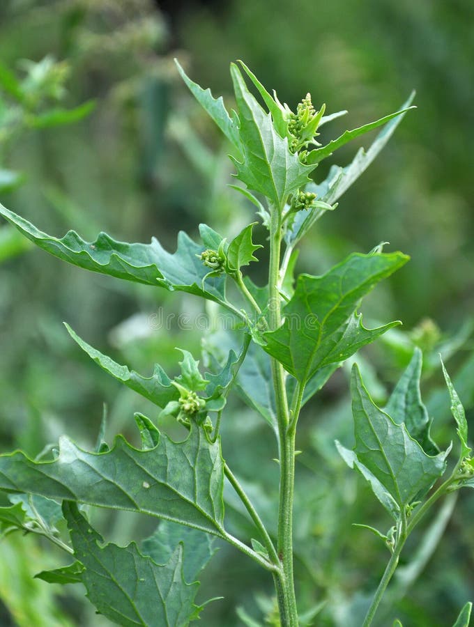 The Garden Grows Atriplex Hortensis Stock Image - Image of orach, leaf ...