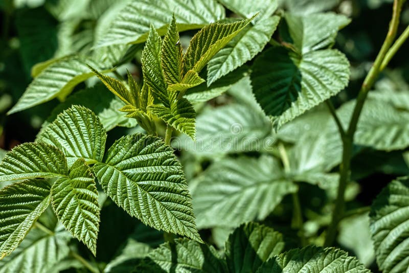 In the Garden Grows Raspberry Bush with Green, Fresh Leaves Stock Photo ...