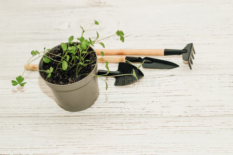 Garden Hand Tools, a Pot with a Seedling Plant. Stock Image - Image of grow, cultivate: 257306665
