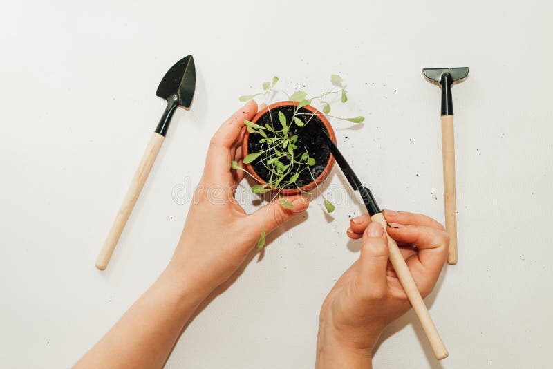Garden Hand Tools, a Pot with a Seedling Plant. Stock Photo - Image of ...