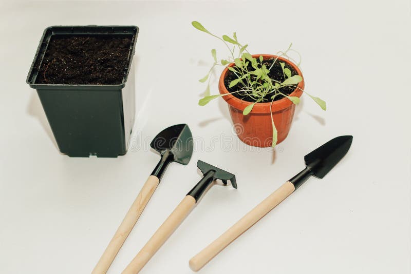 Garden Hand Tools, a Pot with a Seedling Plant. Stock Photo - Image of ...