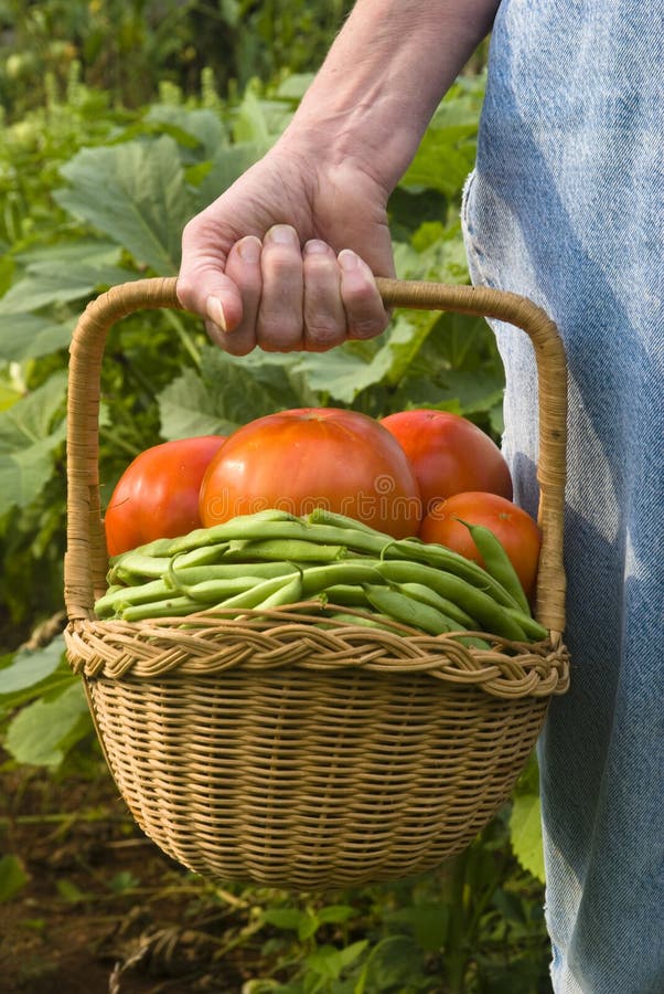 Garden Harvest stock image. Image of harvest, garden, hand - 5952909