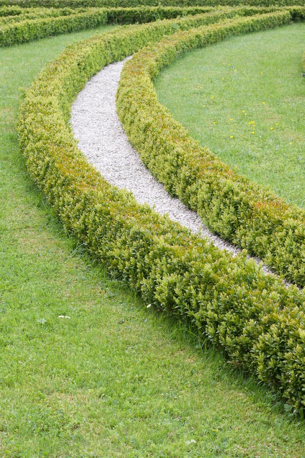 Garden hedge stock image. Image of green, gardening, hedging - 21397075