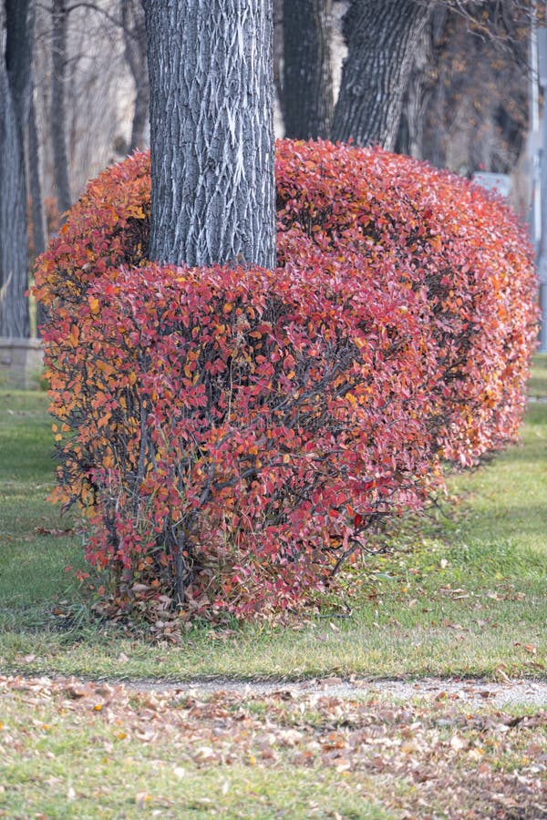 Garden Hedges in Public Park with Leaves Changing Colors Stock Image ...