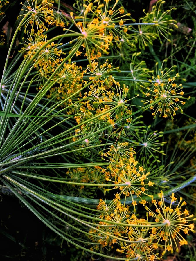 Green grass dill stock image. Image of dill, garden - 124412445