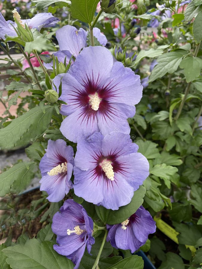 Garden Hibiscus Hibiscus Syriacus Stock Image Image Of Flowers