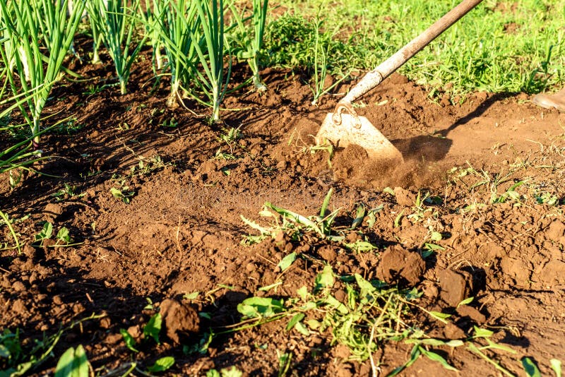 Man in a Garden with a Hoe in Action Stock Photo - Image of manual ...