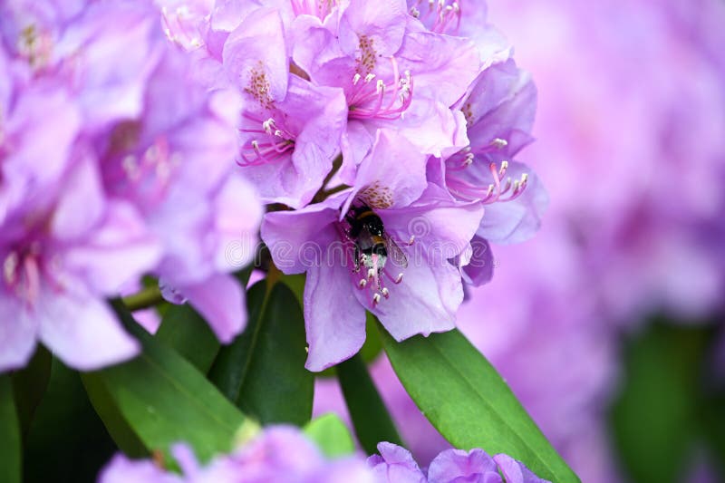Garden with Hydrangea Flower and Bee Stock Photo - Image of gardening ...