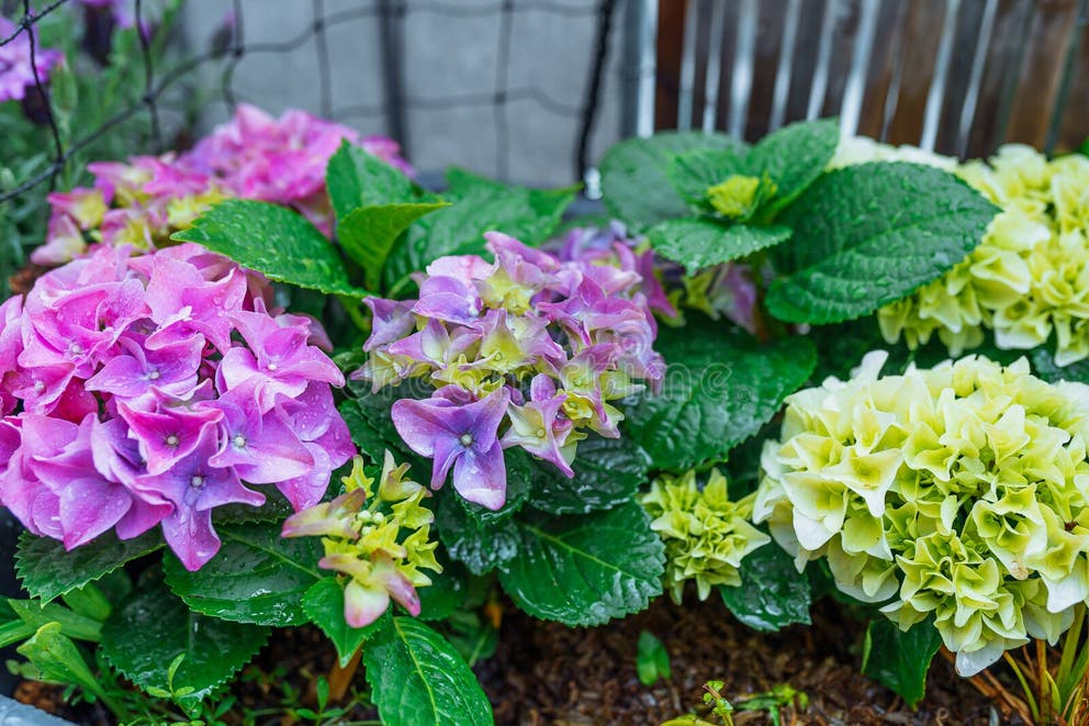 Garden Hydrangea Multi-colored Bright in Box Stock Photo - Image of ...