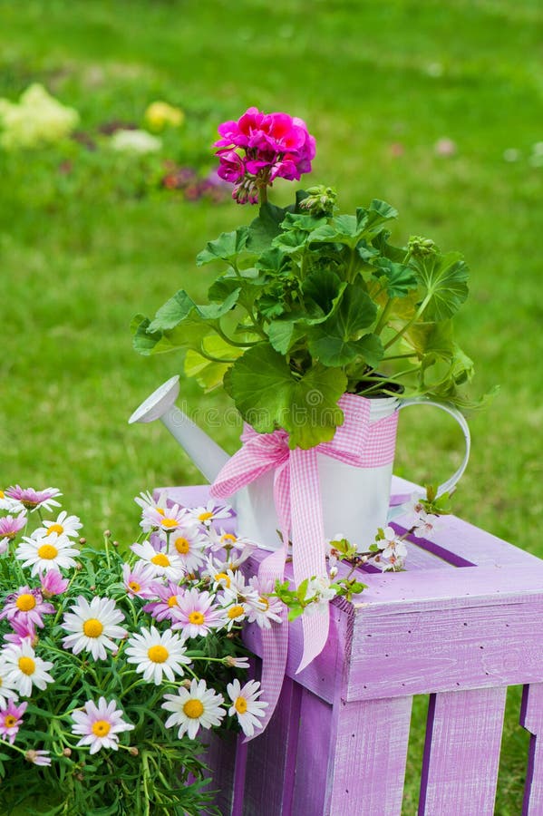 Garden idyll stock image. Image of daisies, garden, pink - 30909189