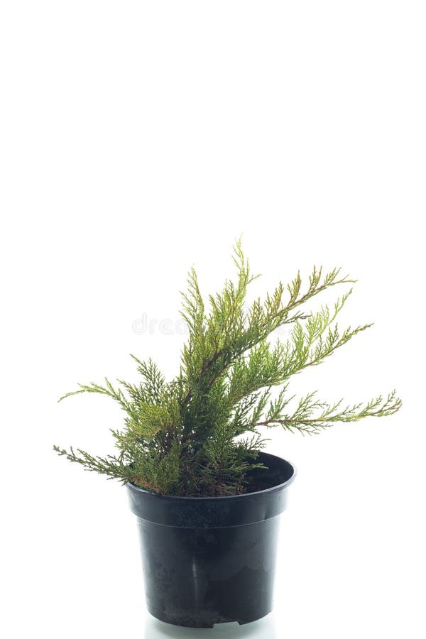Garden Juniper Bush in a Black Plastic Pot Stock Image - Image of white ...