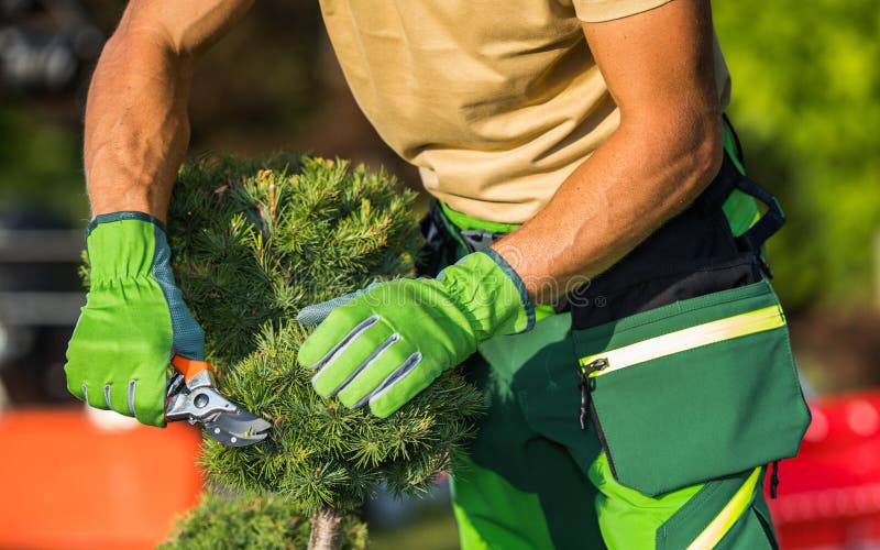 Garden Keeper Pruning Decorative Trees Stock Image - Image of seasonal ...
