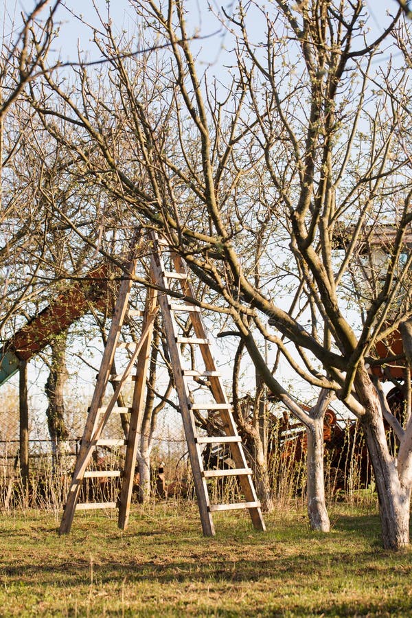 Garden Ladder for Pruning Trees Stock Photo - Image of cherry, growth ...