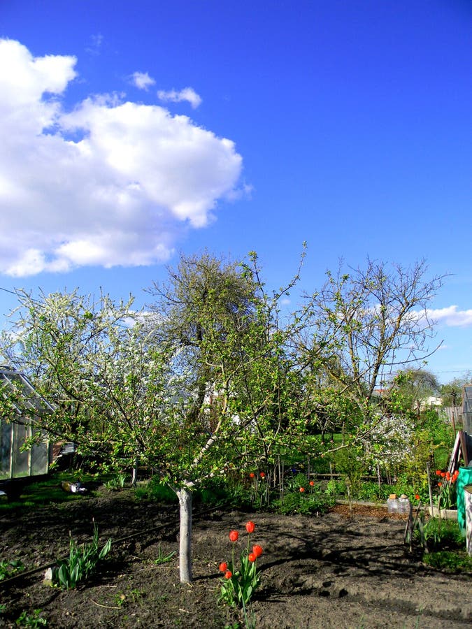 Garden stock image. Image of vegetables, spring, warm - 56213095
