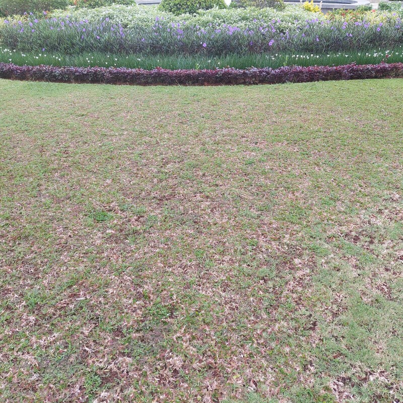 Garden with Large Grass Land Stock Photo - Image of land, wildflower ...