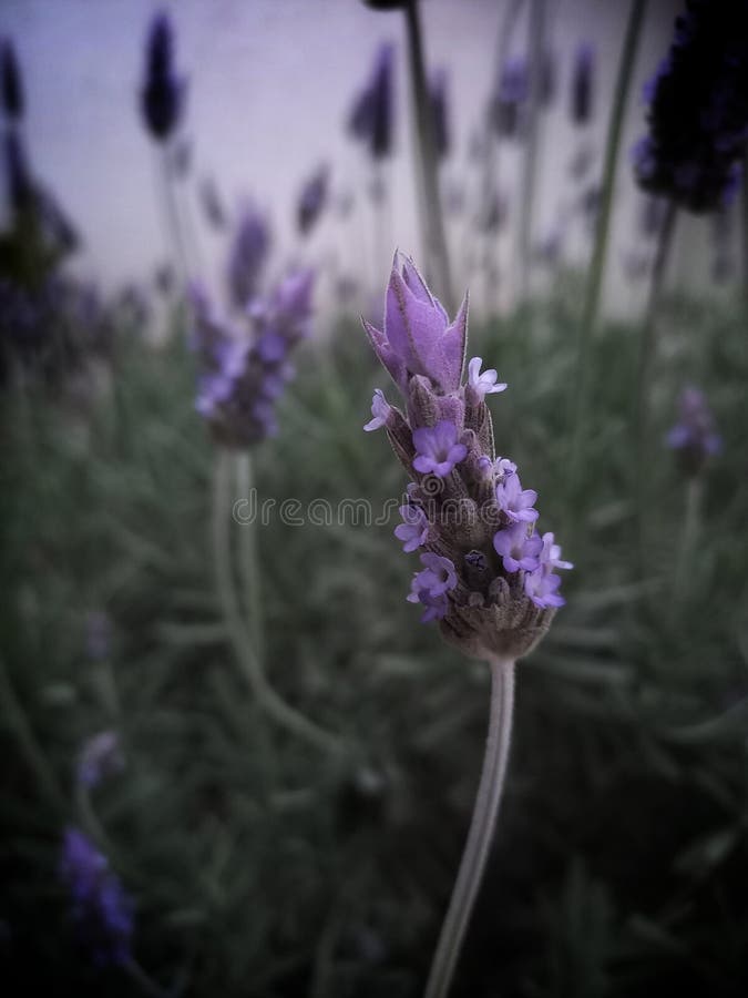 Garden lavanda violet stock photo. Image of blue, lavanda - 256985388