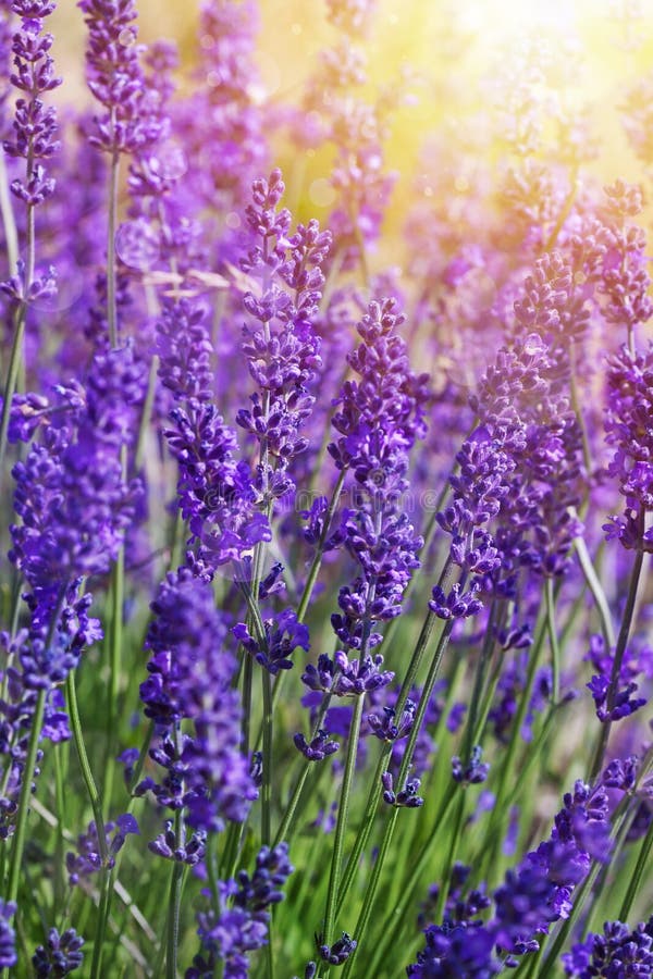 Lavender flowers in bloom stock image. Image of blooms - 42365675