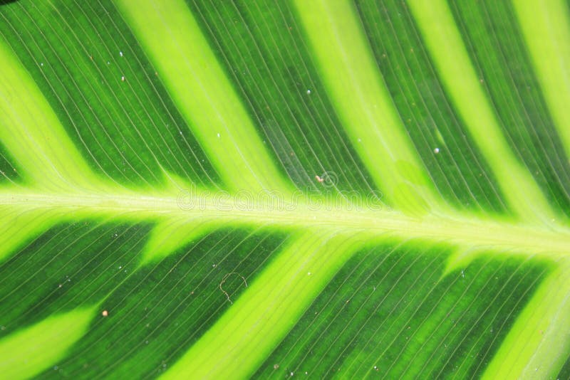 Garden with leaf stock photo. Image of colors, coffee - 93641388