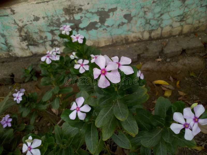 Parpal Stock Photos - Free & Royalty-Free Stock Photos from Dreamstime