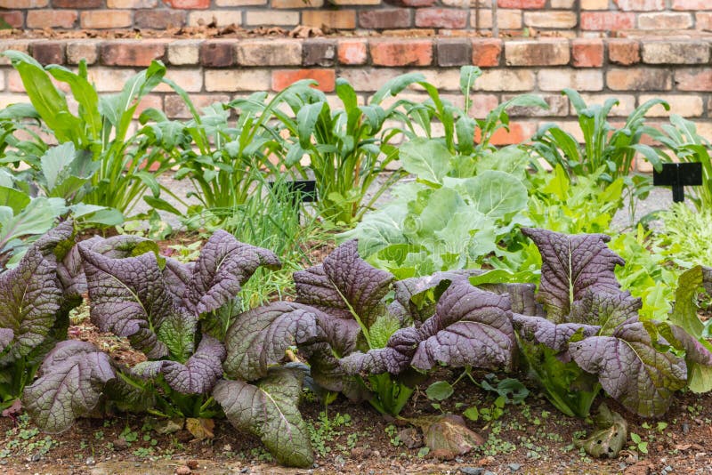 Garden with Leafy Vegetables Stock Photo - Image of kale, garden: 71102376
