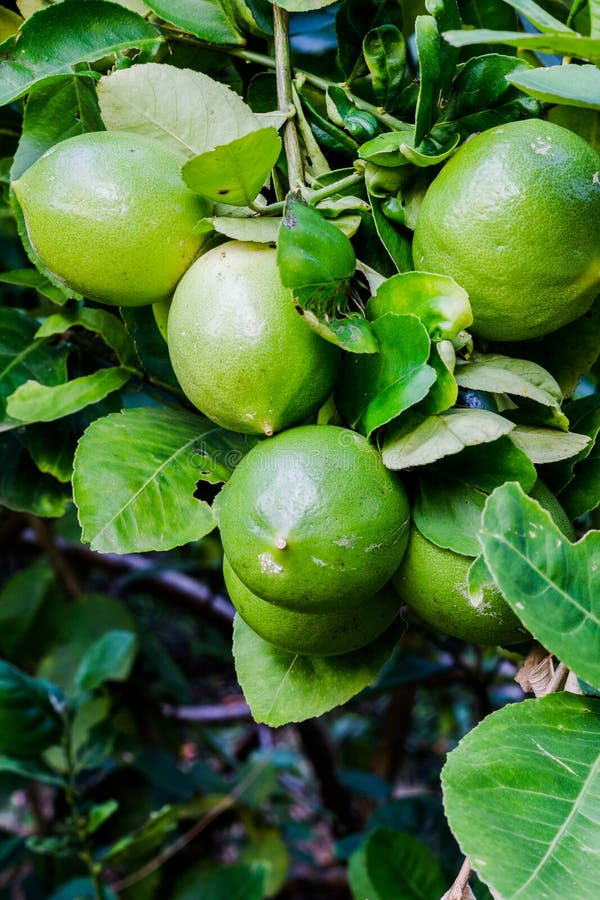 Garden lemon stock image. Image of lemon, house, pretty - 48485119