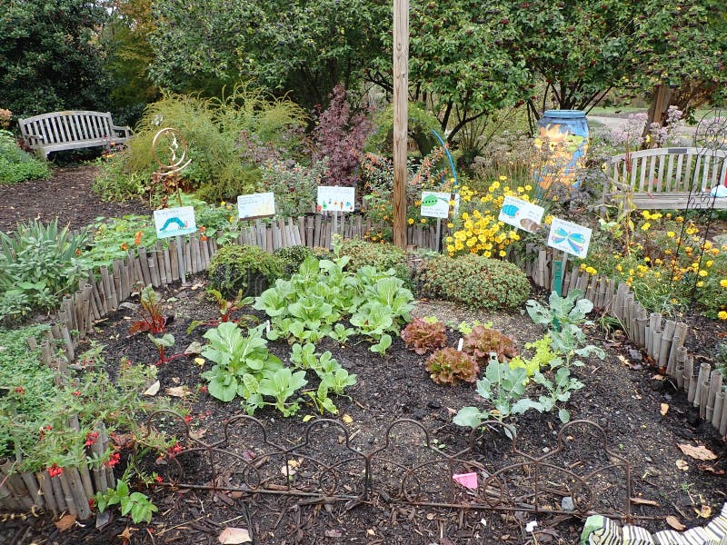 Garden with Lettuce and Cabbage and Soil Stock Photo - Image of cabbage ...